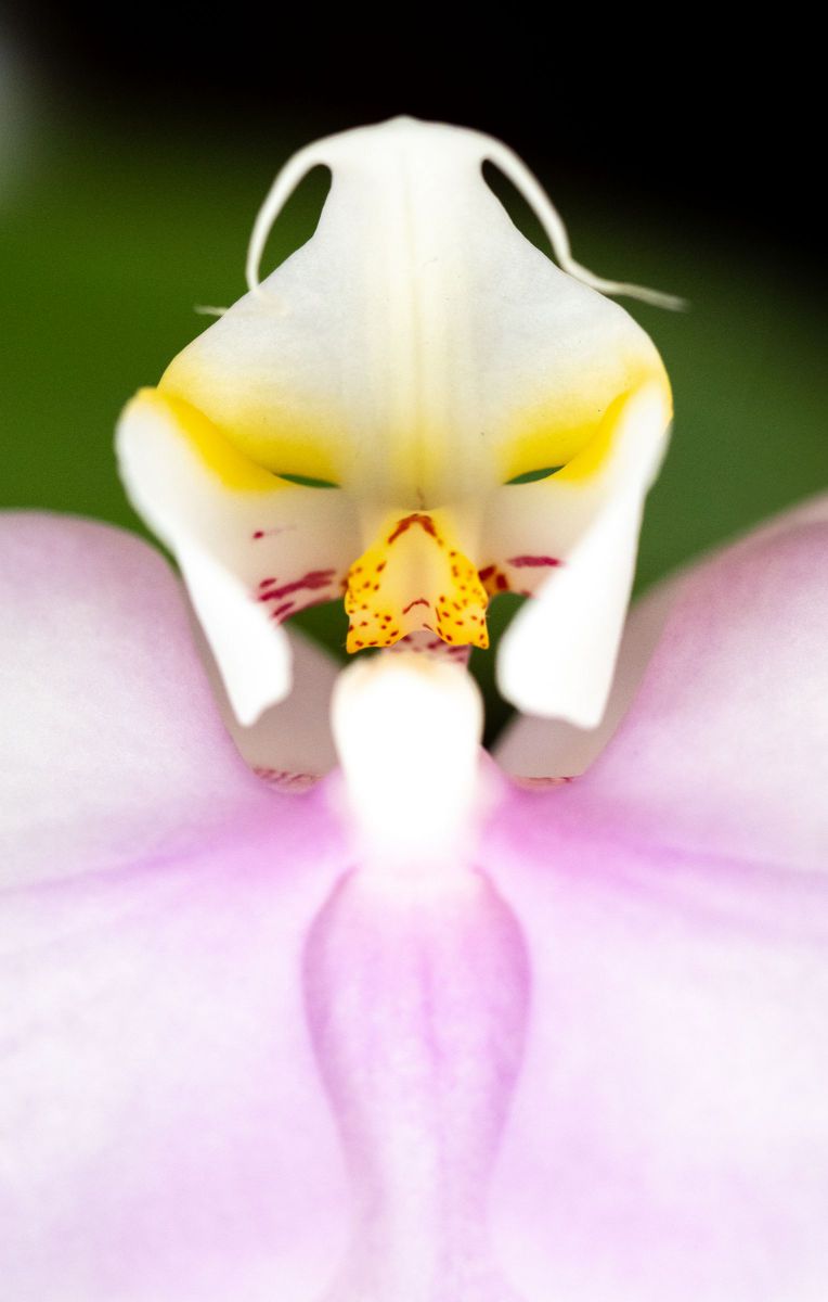 greenhouseの異星人 | GANREF