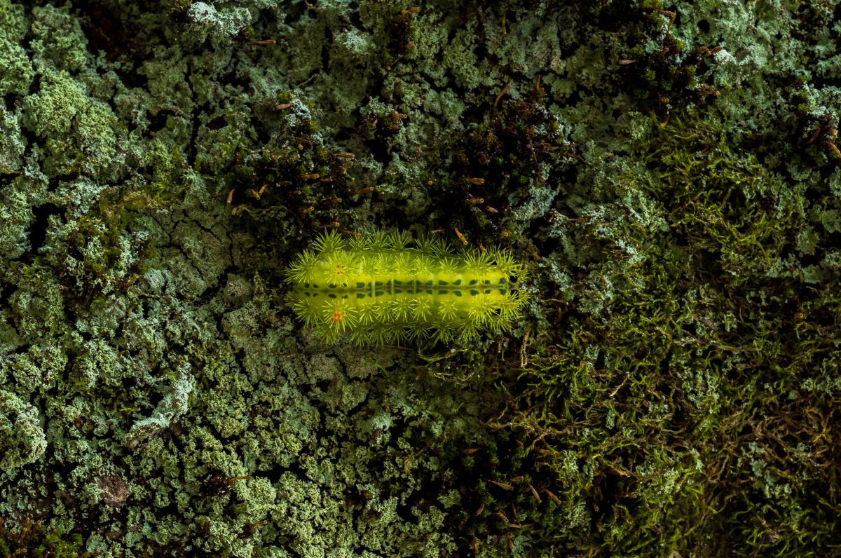 小さな一匹 | GANREF