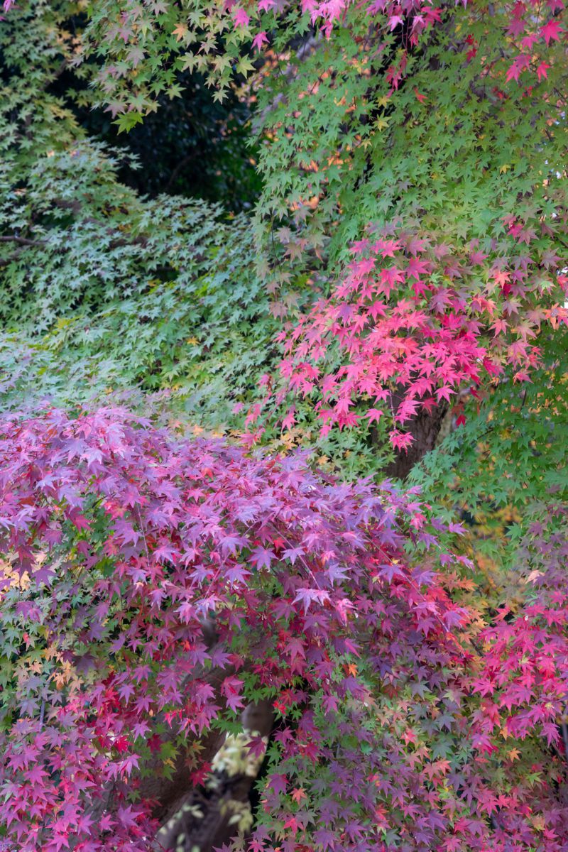 初冬の緑 | GANREF