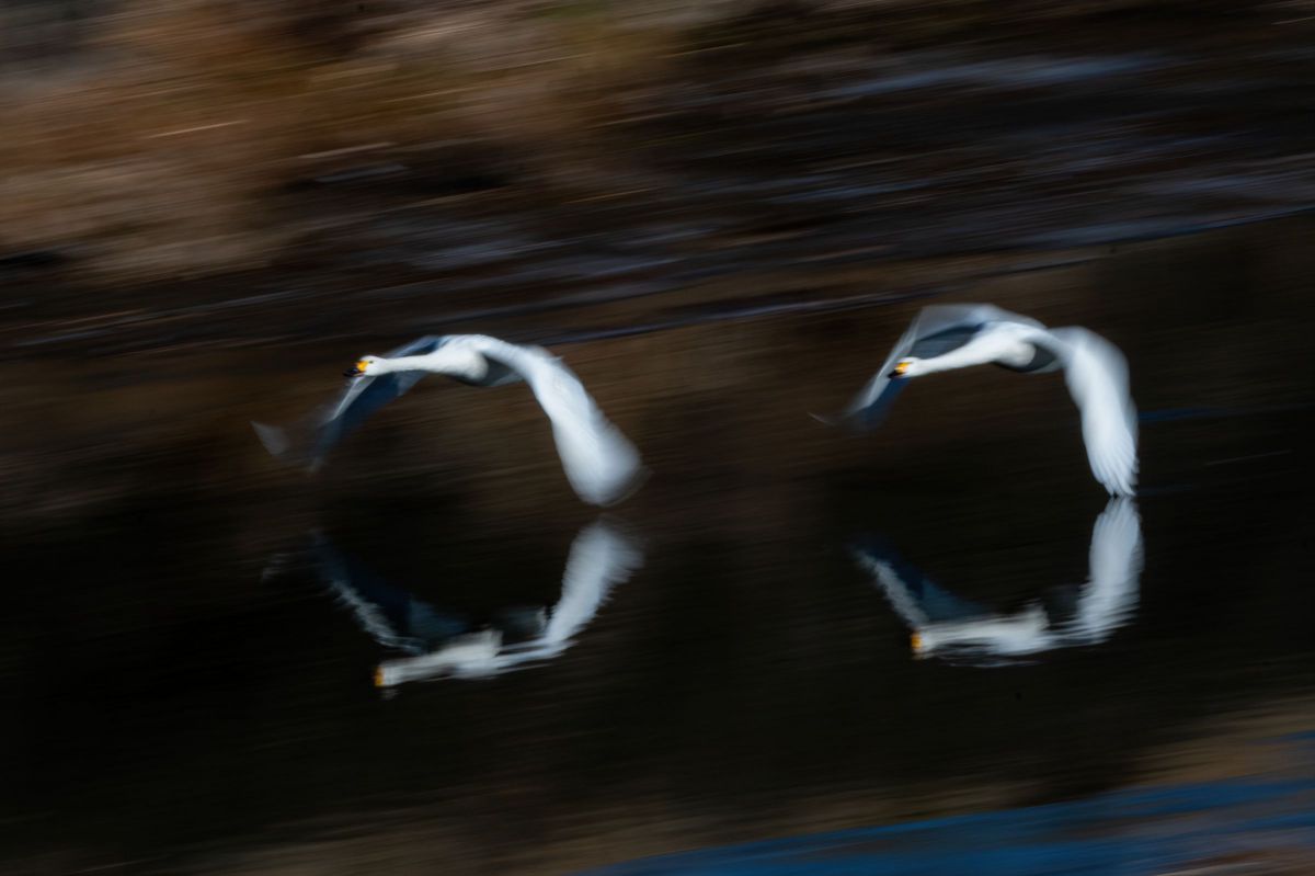 rendezvous flight | GANREF