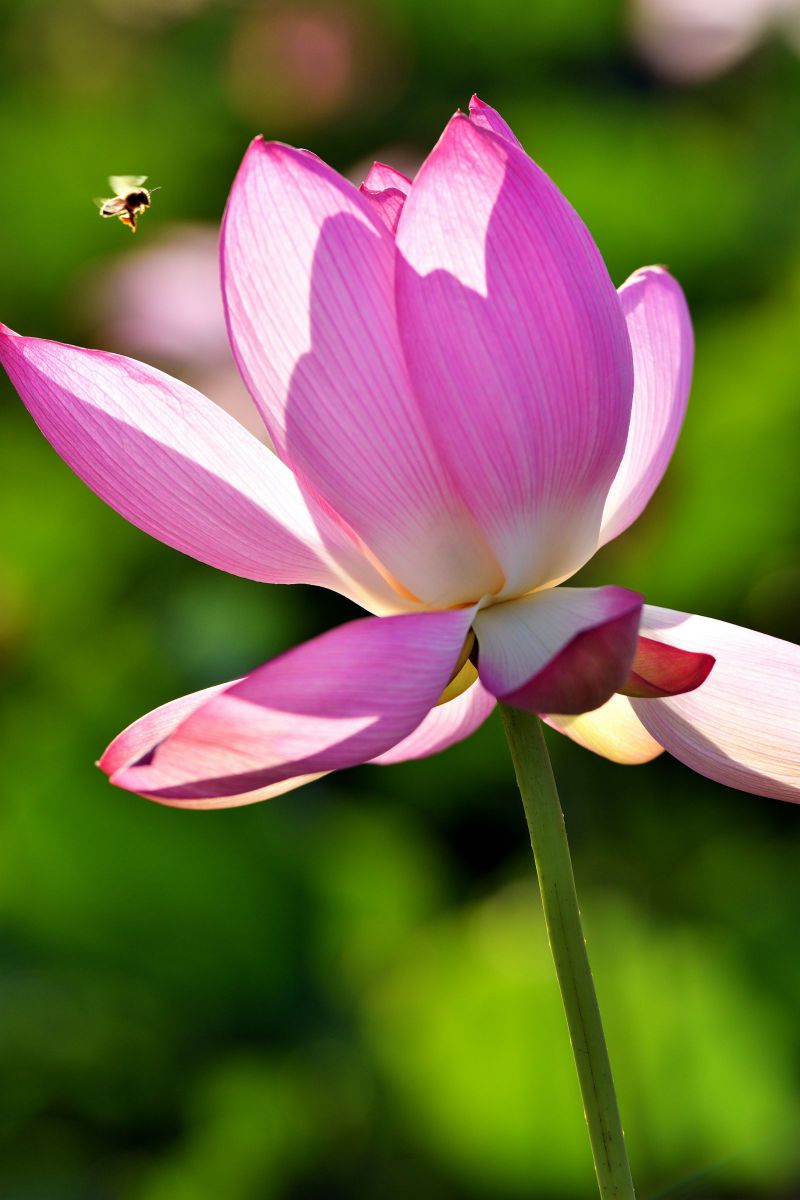 小さな訪問者 | GANREF