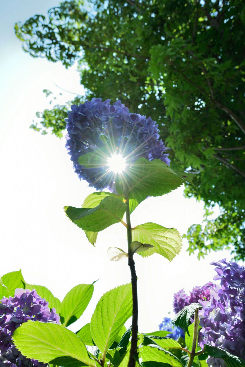 まぶしい6月 | GANREF