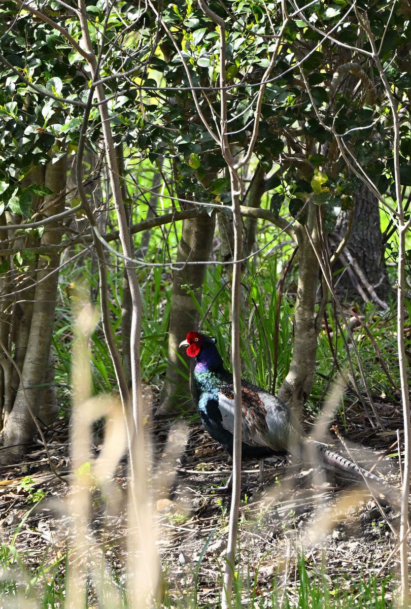 雉も鳴かずば撮られまい | GANREF