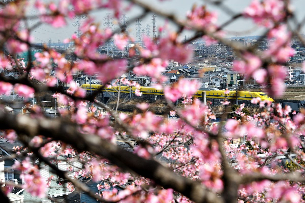 春の始まり | GANREF