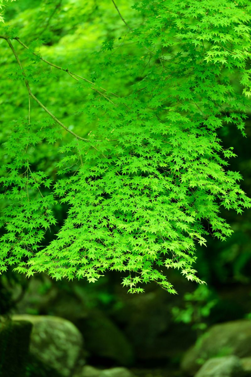 碧モミジ | GANREF