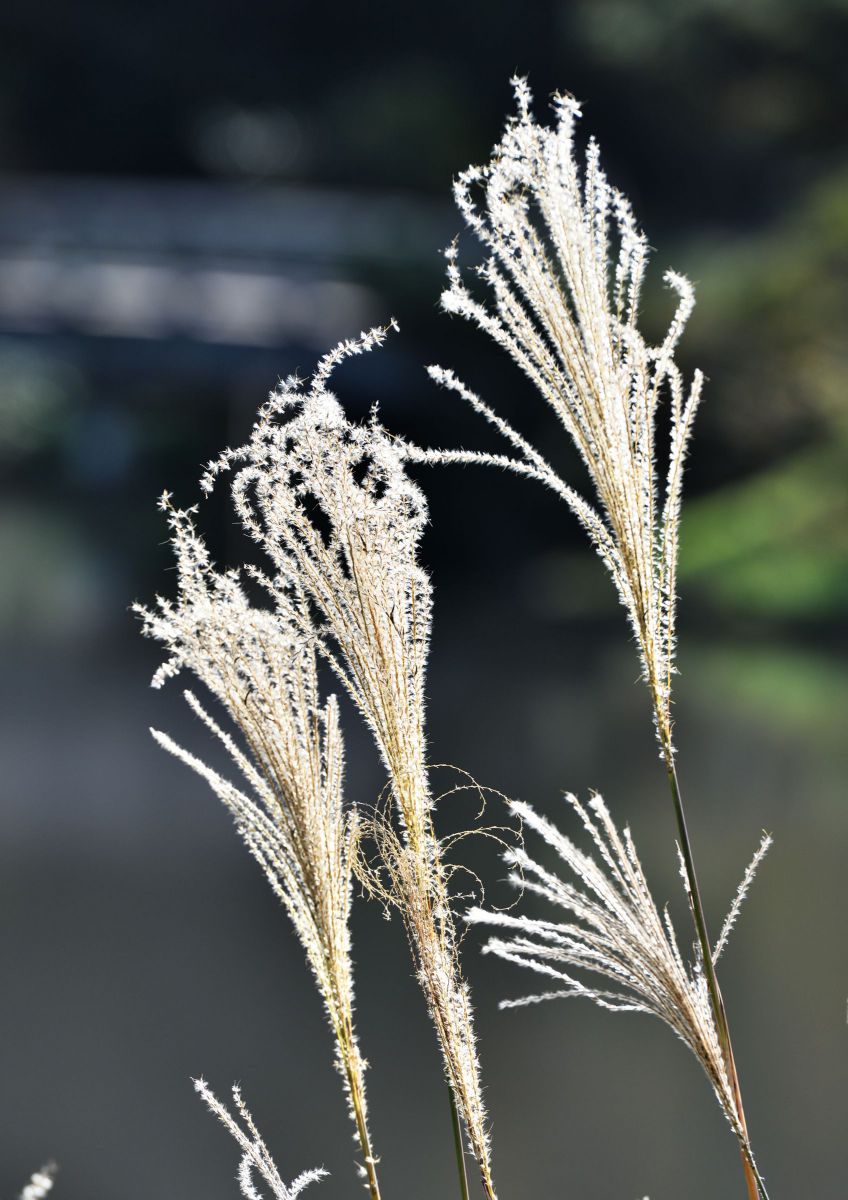 冬ススキ | GANREF