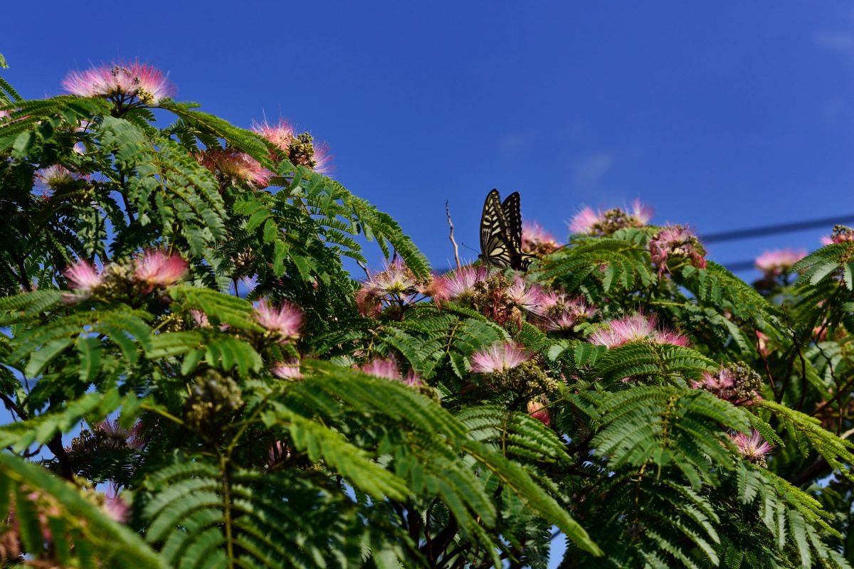 ネムノキ満開 | GANREF