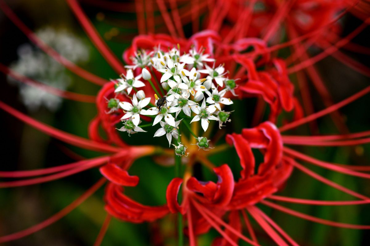 Flower in flower | GANREF