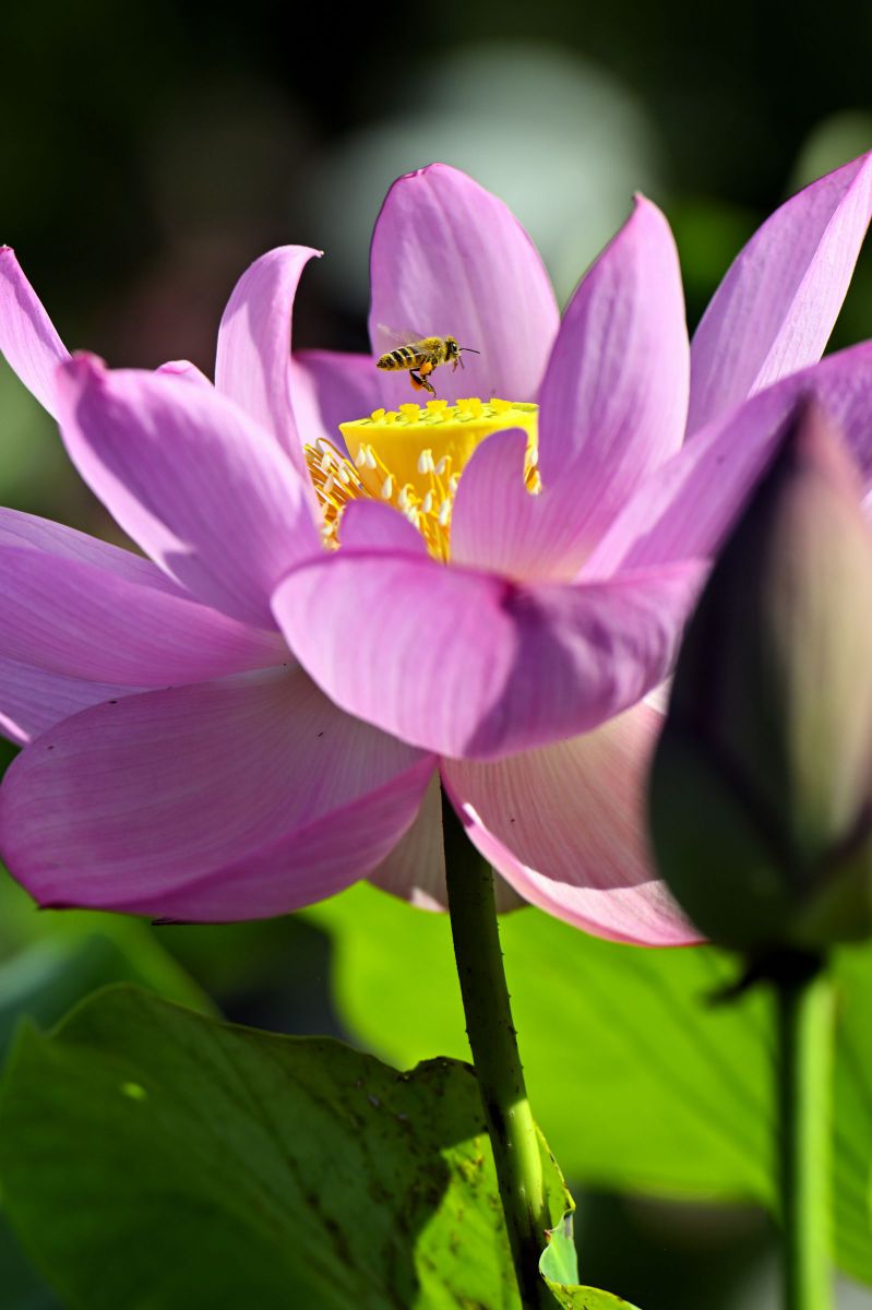 ミツバチさんの朝 | GANREF