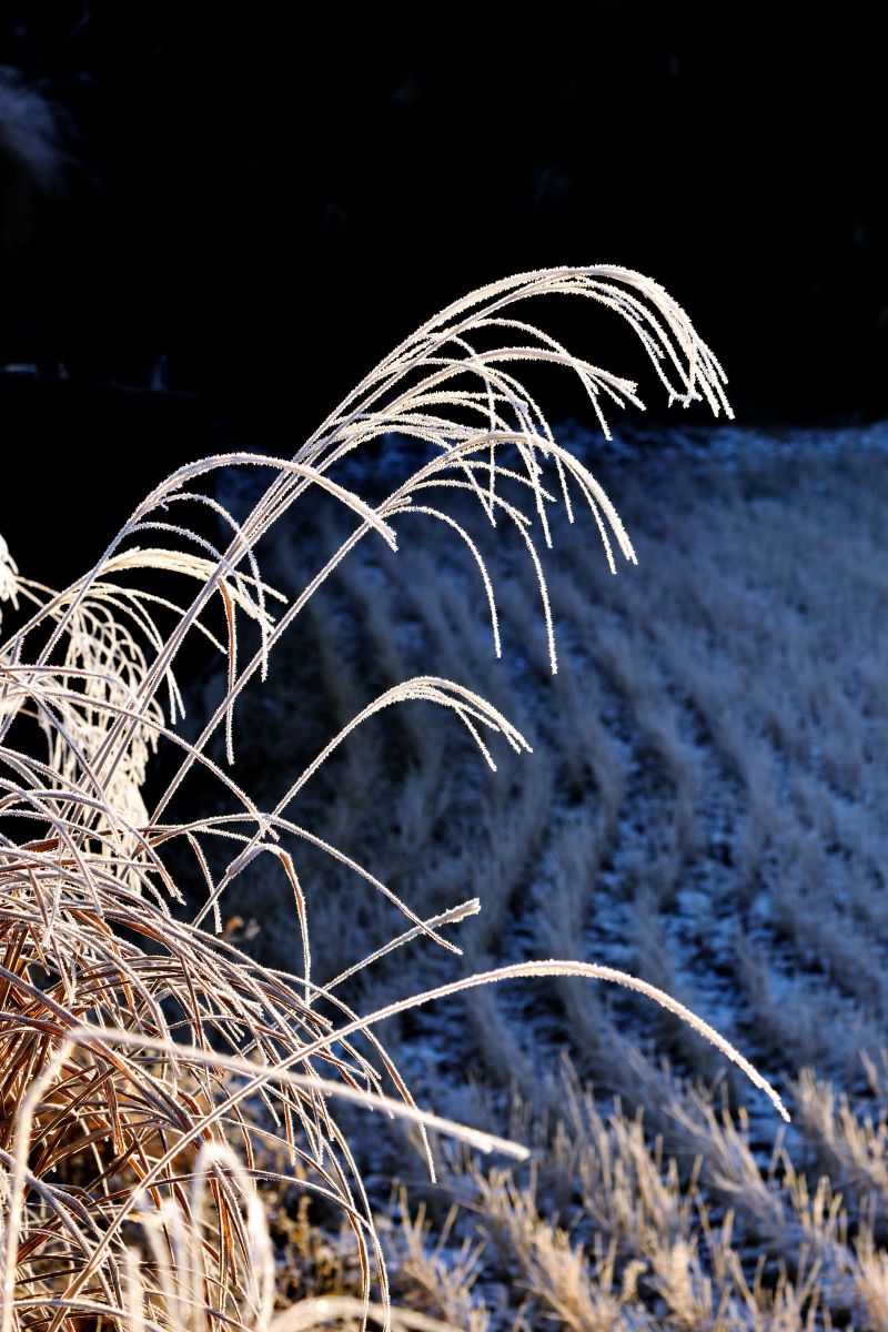 厳寒の朝 | GANREF