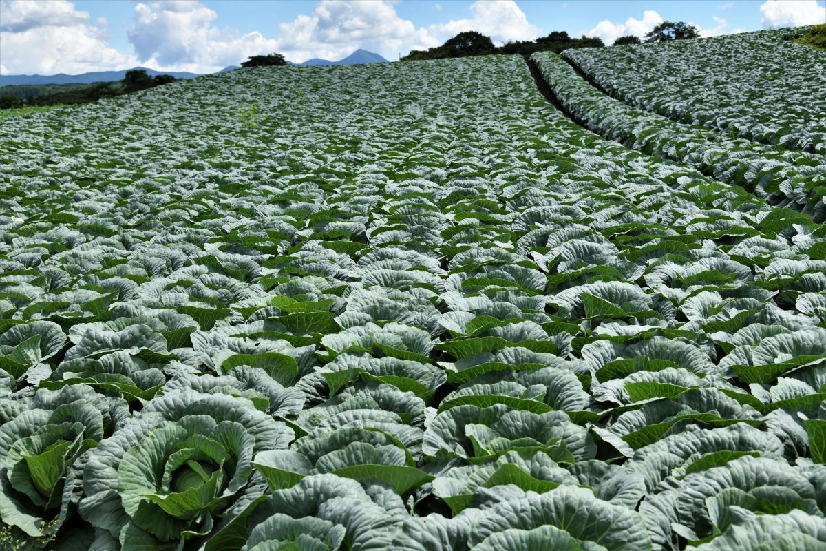 cabbage field/6 | GANREF