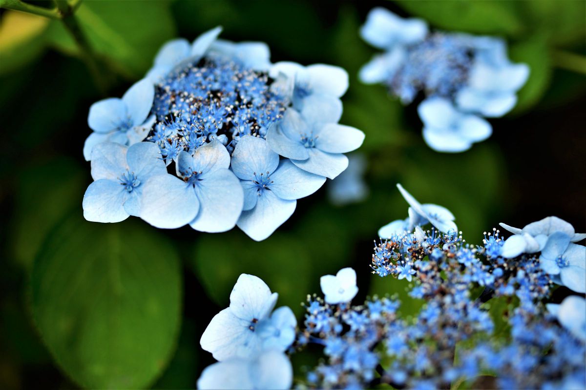 D8N_6215.JPG 「blue」 | GANREF