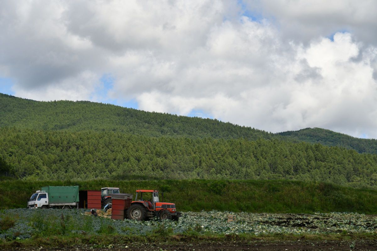 cabbage field/7 | GANREF