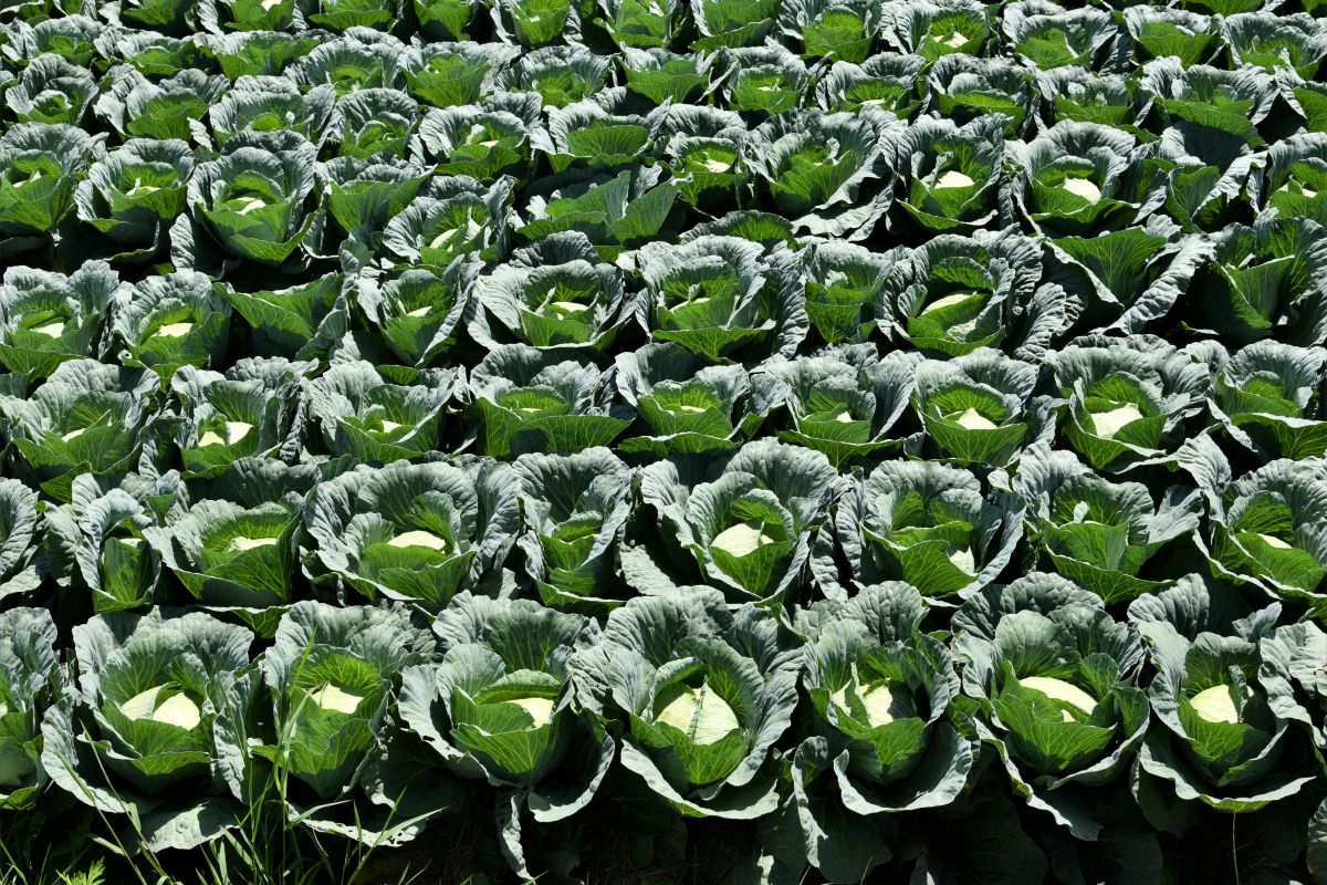 cabbage field/4 | GANREF