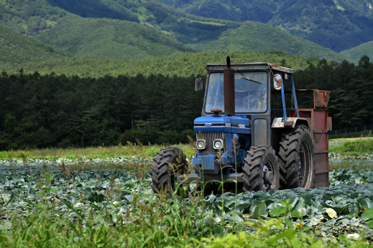 cabbage field/2 | GANREF