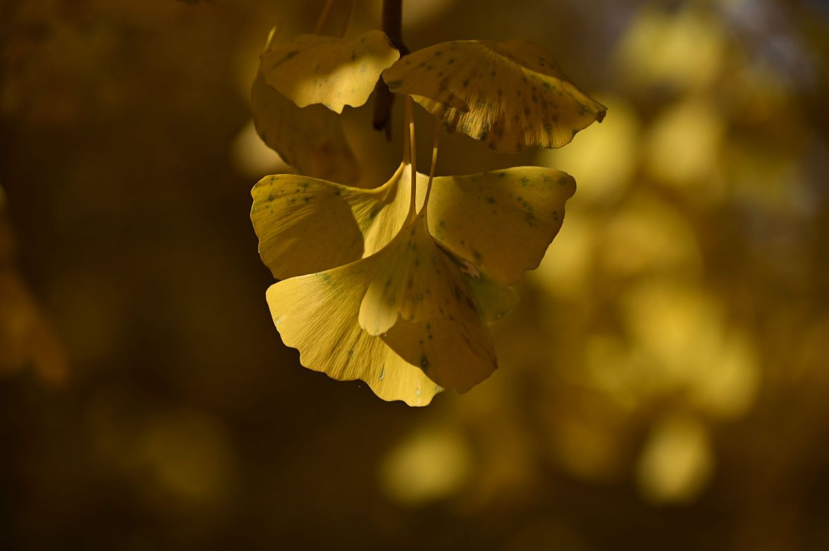 Gold leaf Ⅰ | GANREF