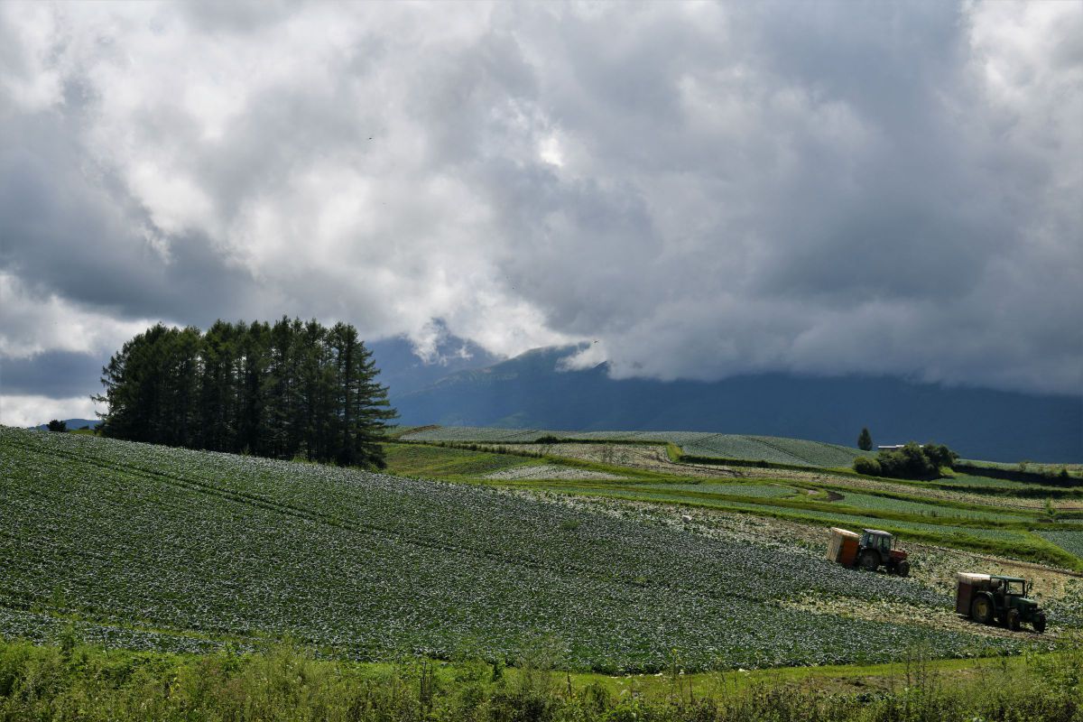 cabbage field/5(収穫） | GANREF