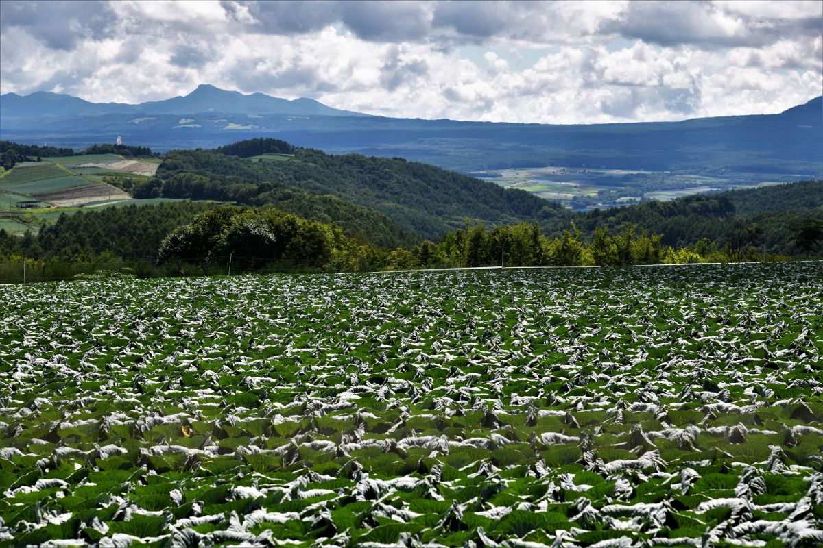 cabbage field/3 | GANREF