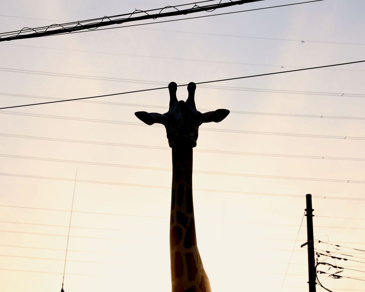 Giraffe | GANREF