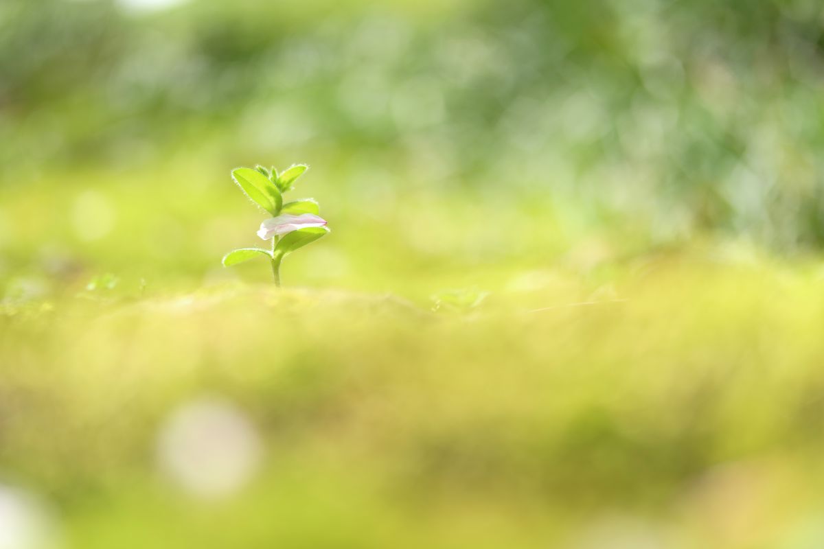 EOS M3レビュー：EF-S 60mm F2.8 マクロ とベストマッチ！ | GANREF