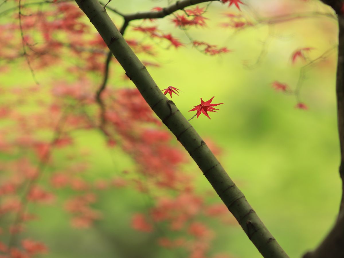 EOS Kiss Mで新緑を撮る | GANREF