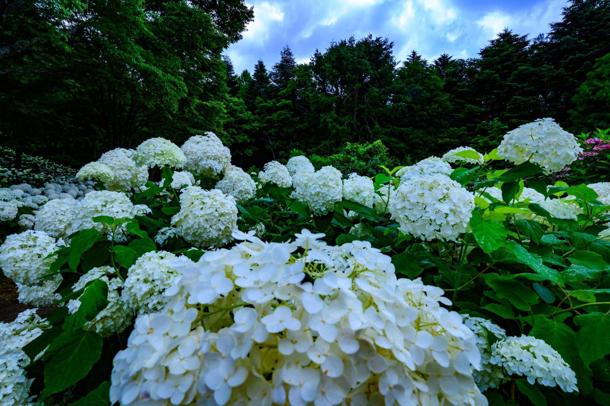 アナベル-1 | GANREF