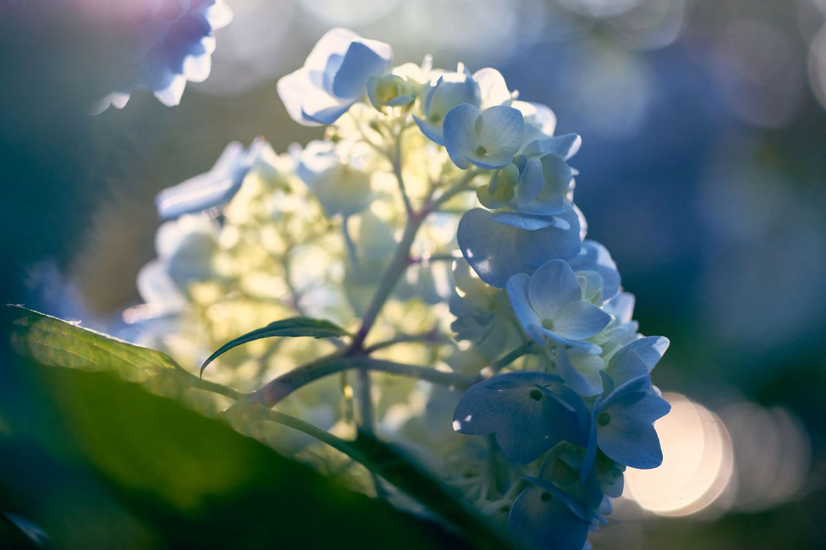 Core(コア) | GANREF