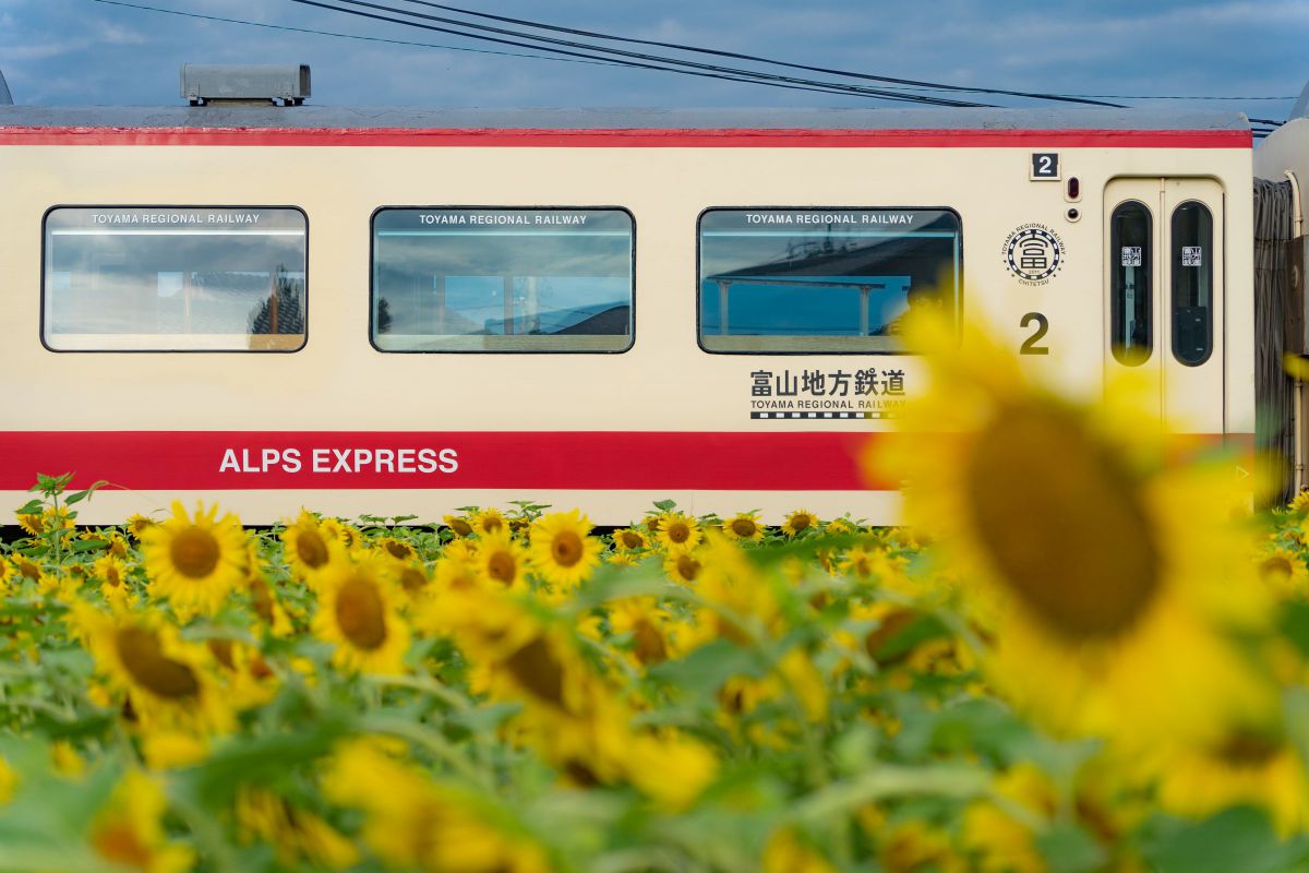 ALPS EXPRESS とヒマワリ | GANREF