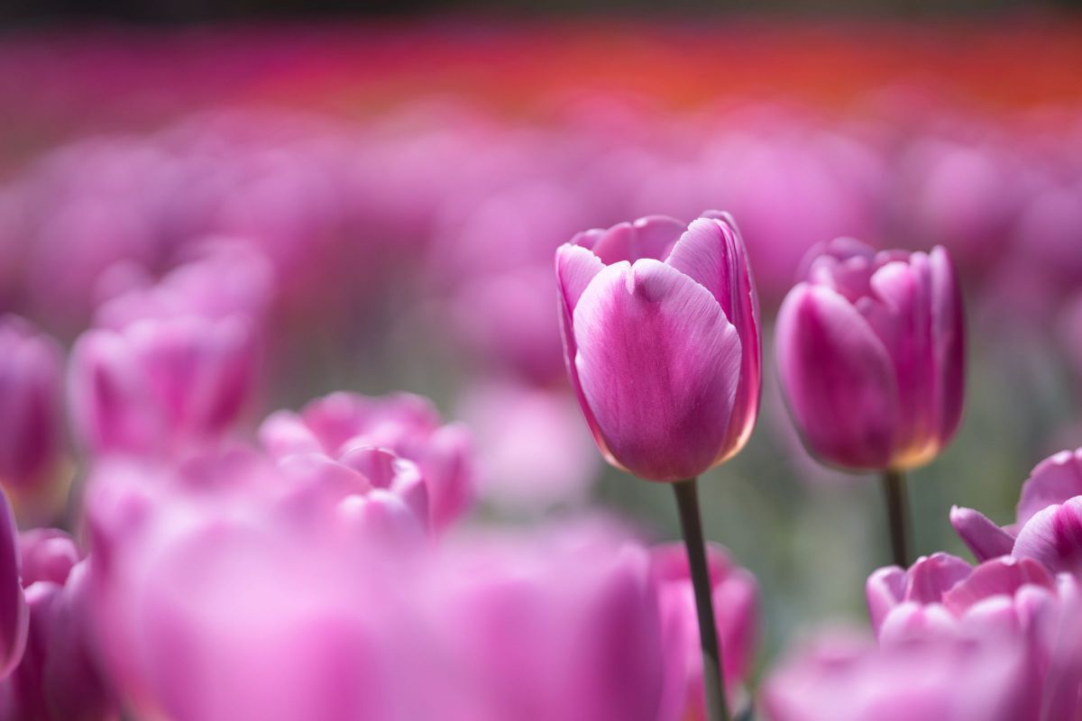 Tulip forest | GANREF