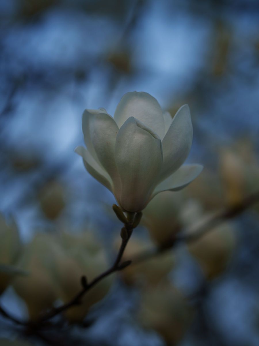 白木蓮 second | GANREF