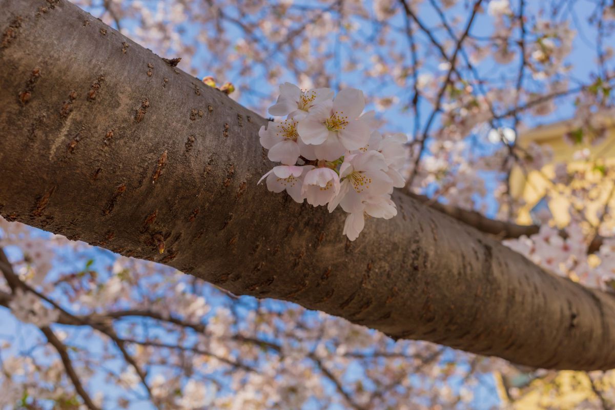 「桜2020」 | GANREF