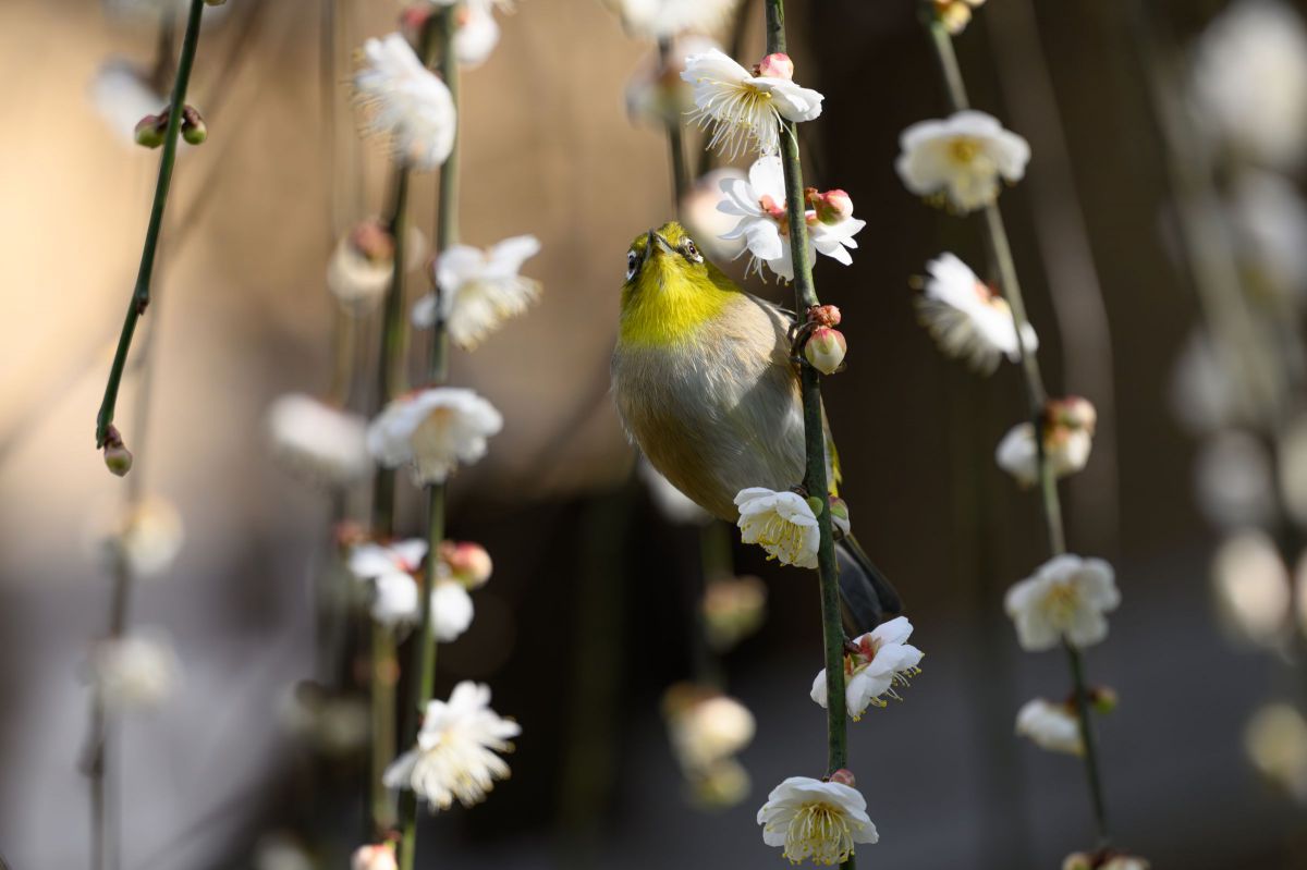 「ウメジロウ」2024 | GANREF