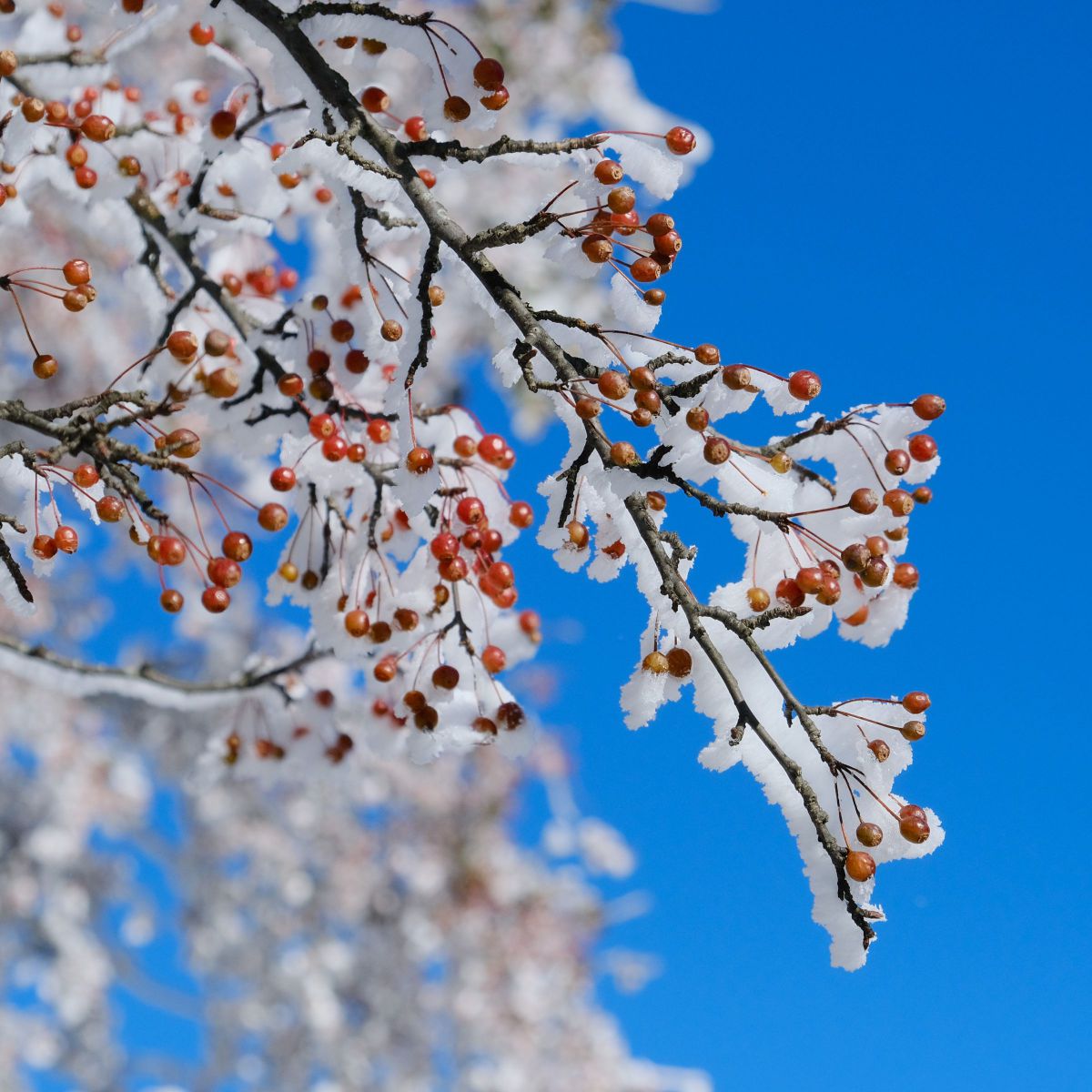 Winter Spring... | GANREF