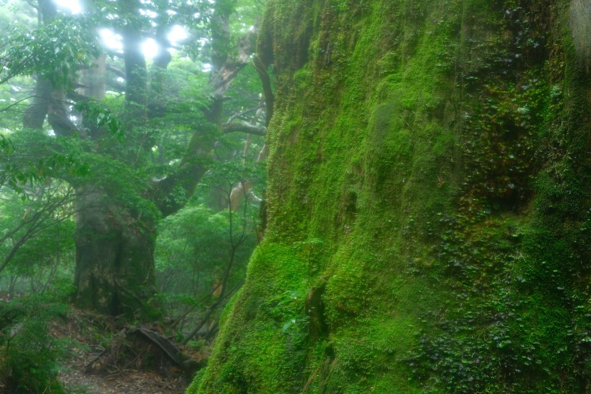 湿度120％の森 | GANREF