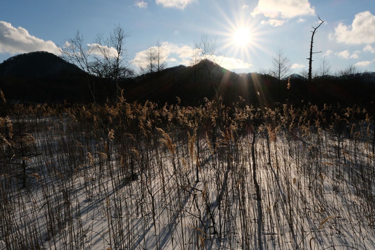 SHADOW LINES | GANREF