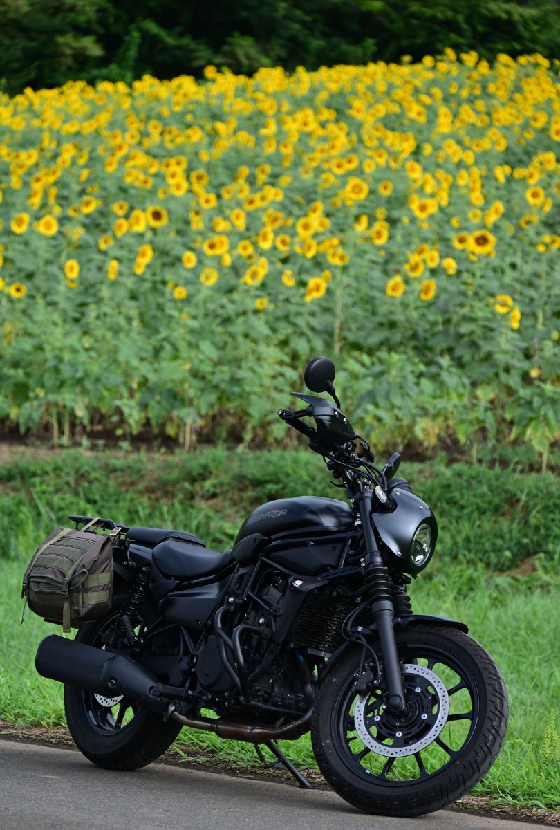 Sunflower hill | GANREF