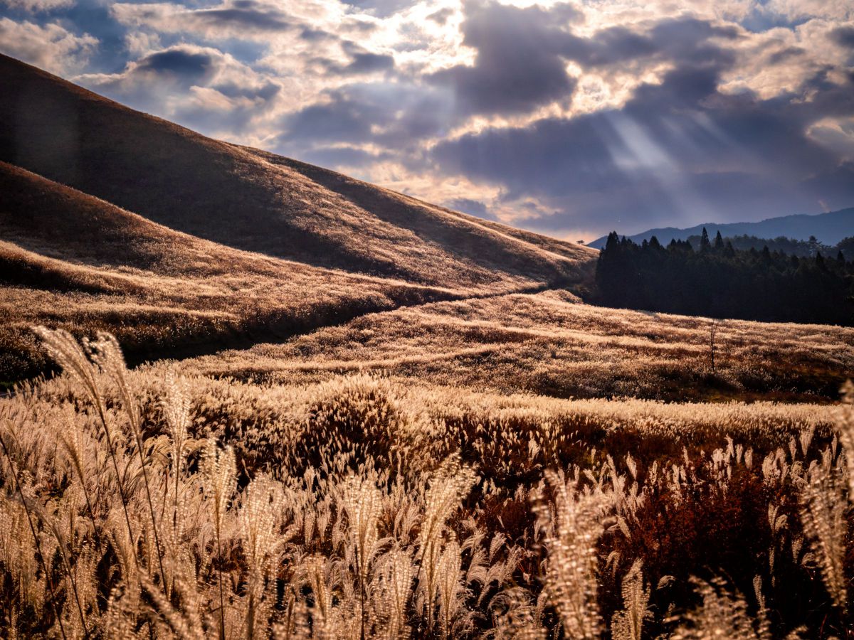 九重のススキ | GANREF