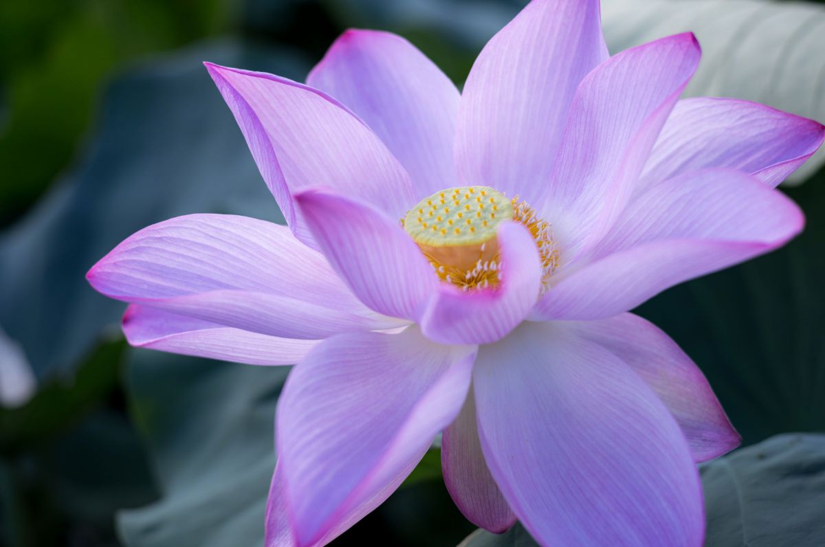Lotus flower | GANREF