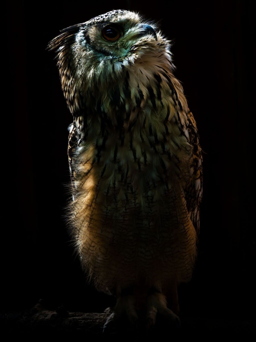 フクロウ OM-1 | GANREF