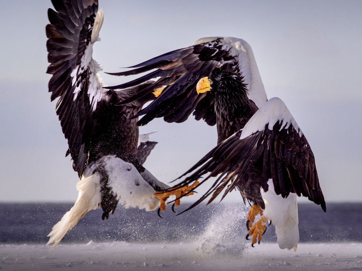 The Fighters オオワシ | GANREF