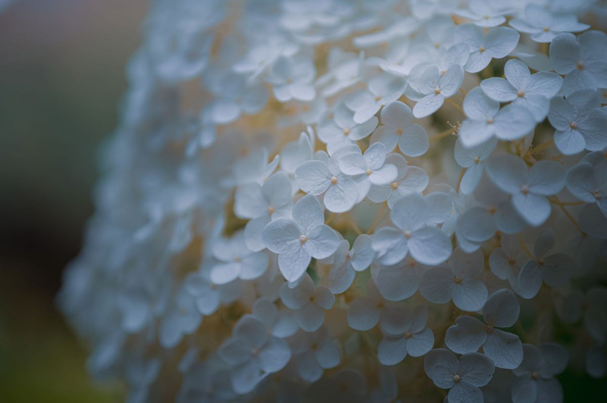 Hydrangea | GANREF
