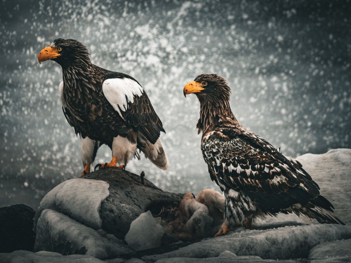 Eagles | GANREF