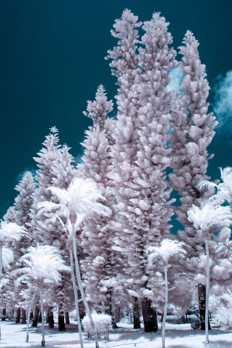 Midsummer garden | GANREF