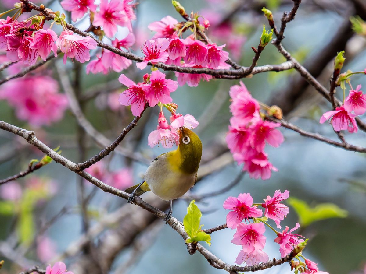 サクラ咲きメジロ鳴く2 | GANREF