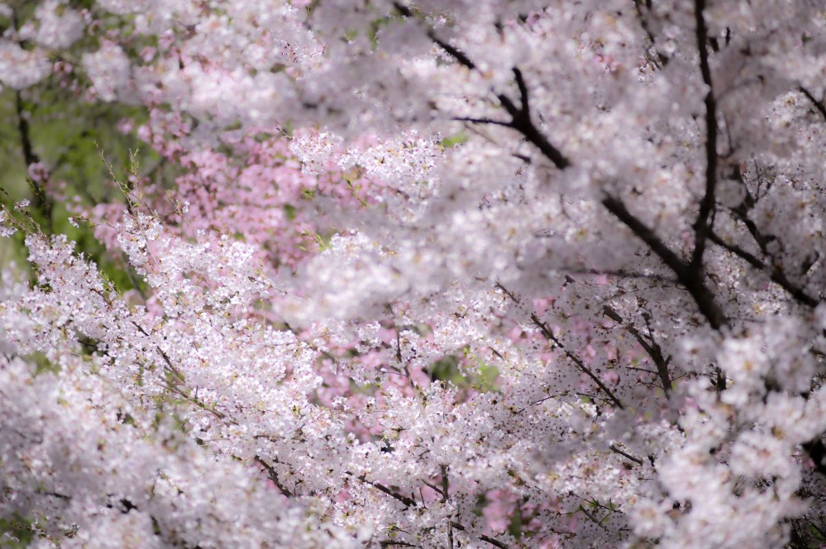 CHERRY BLOSSOM | GANREF