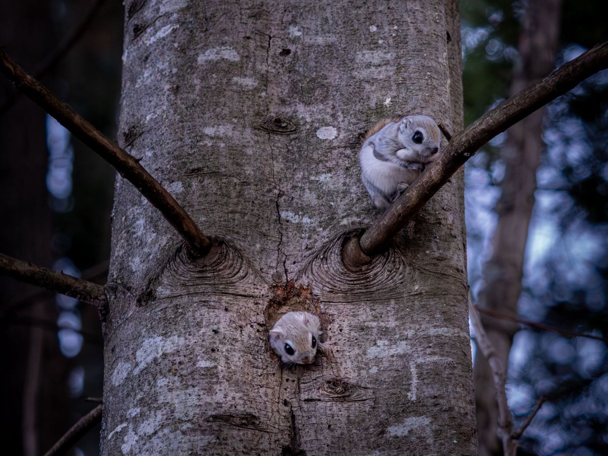 Flying squirrel | GANREF