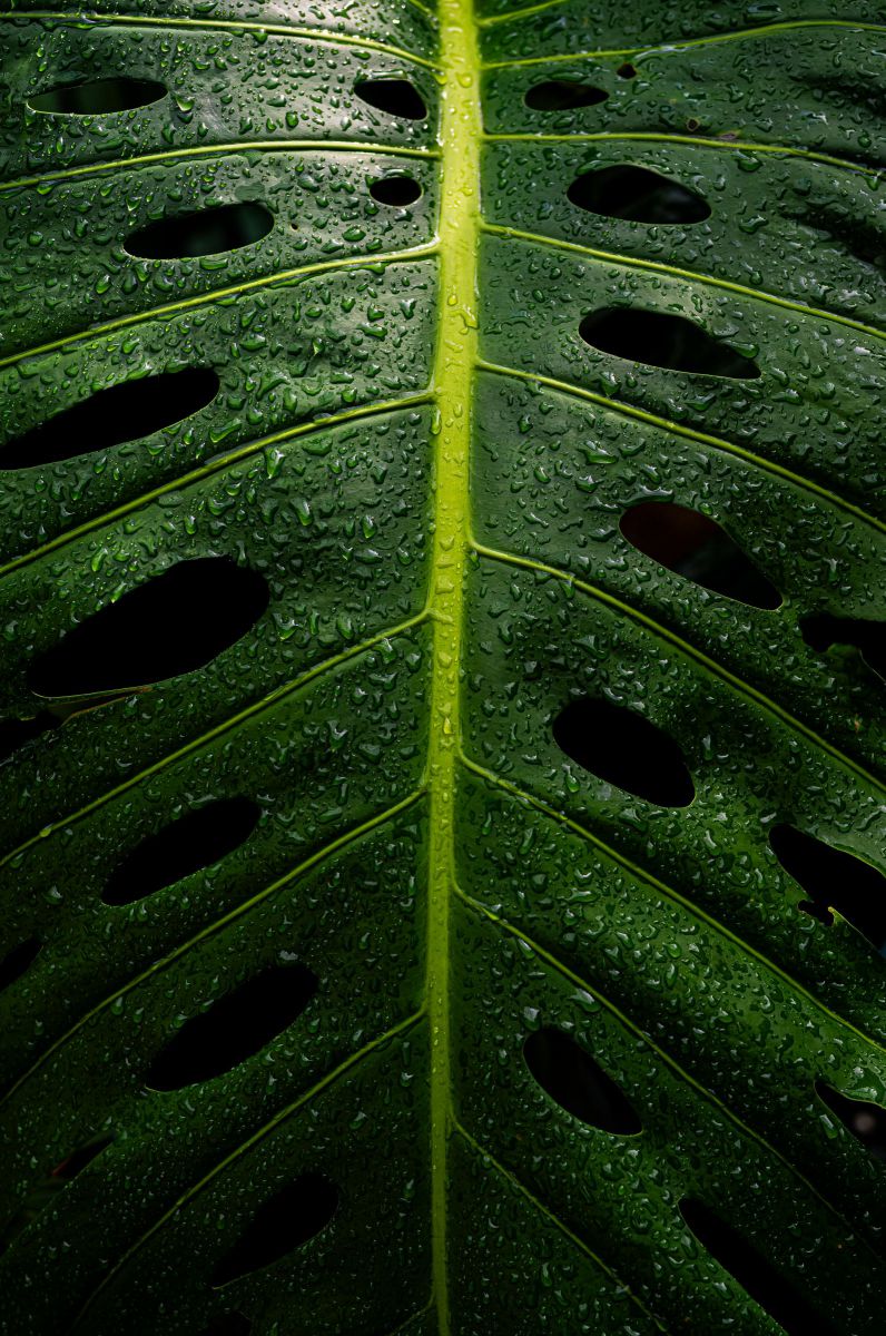 Monstera Swiss cheese plant | GANREF