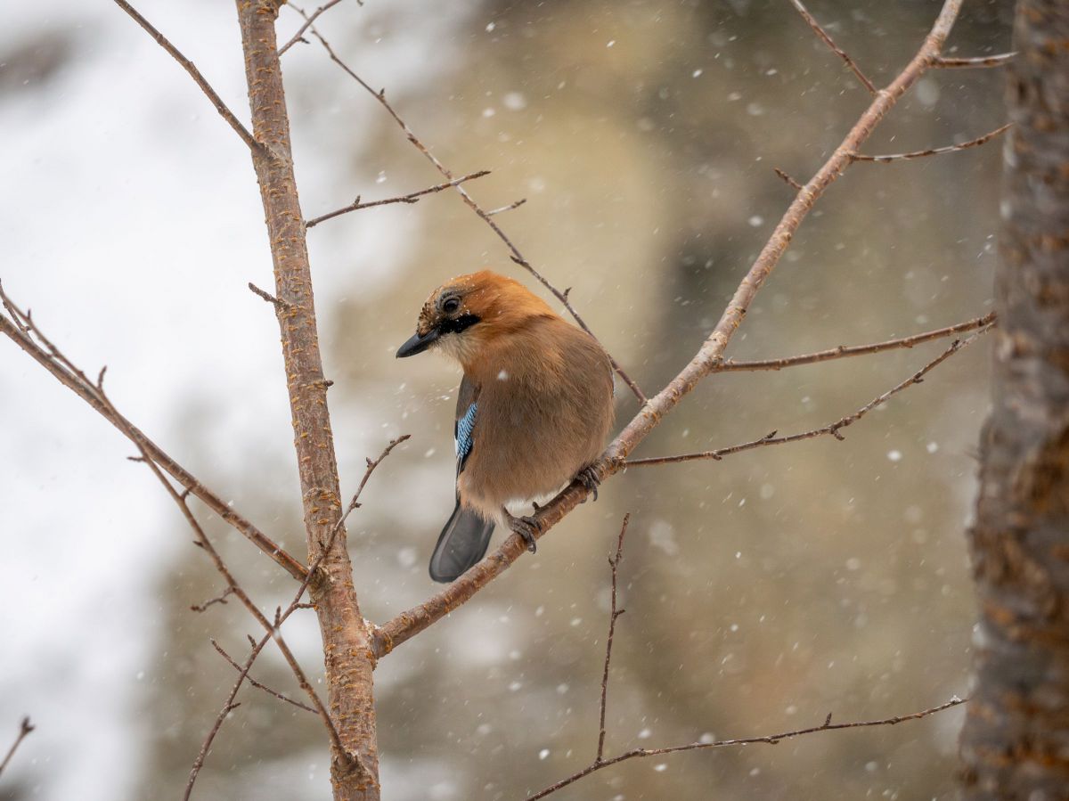 ミヤマカケス | GANREF