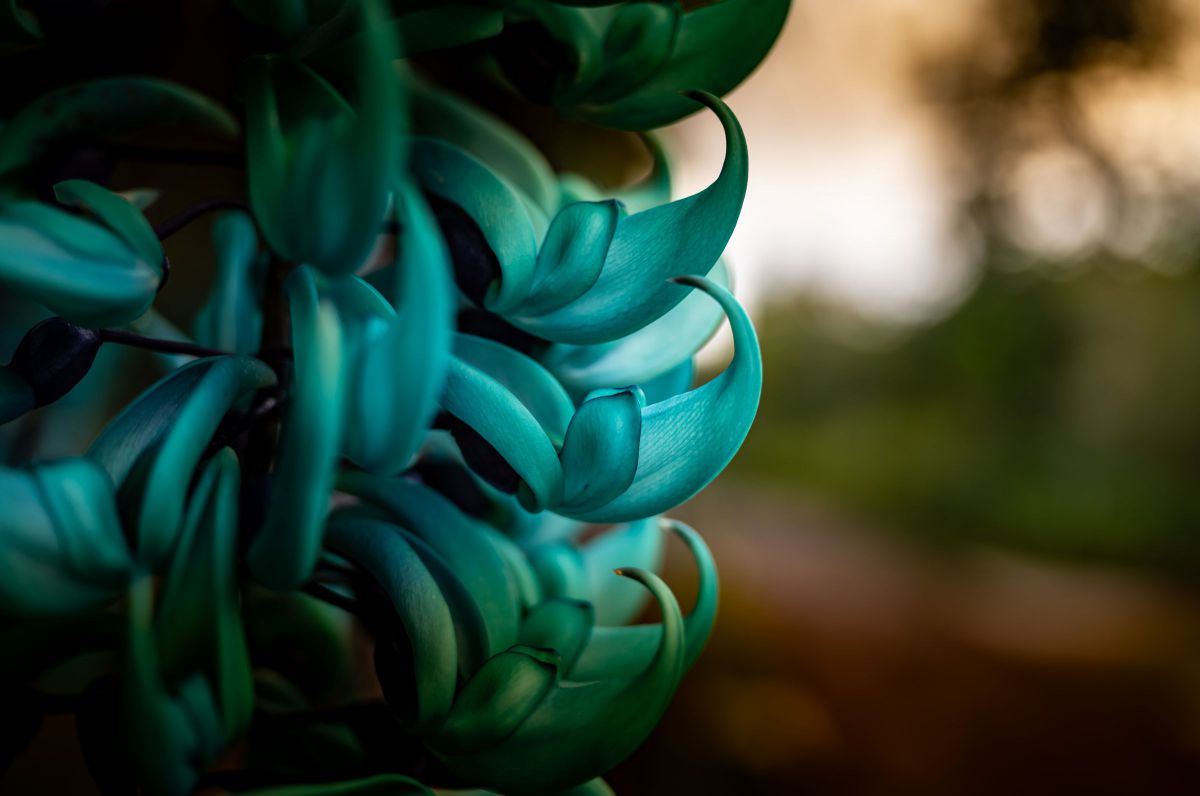 Jade vine ヒスイカズラ | GANREF