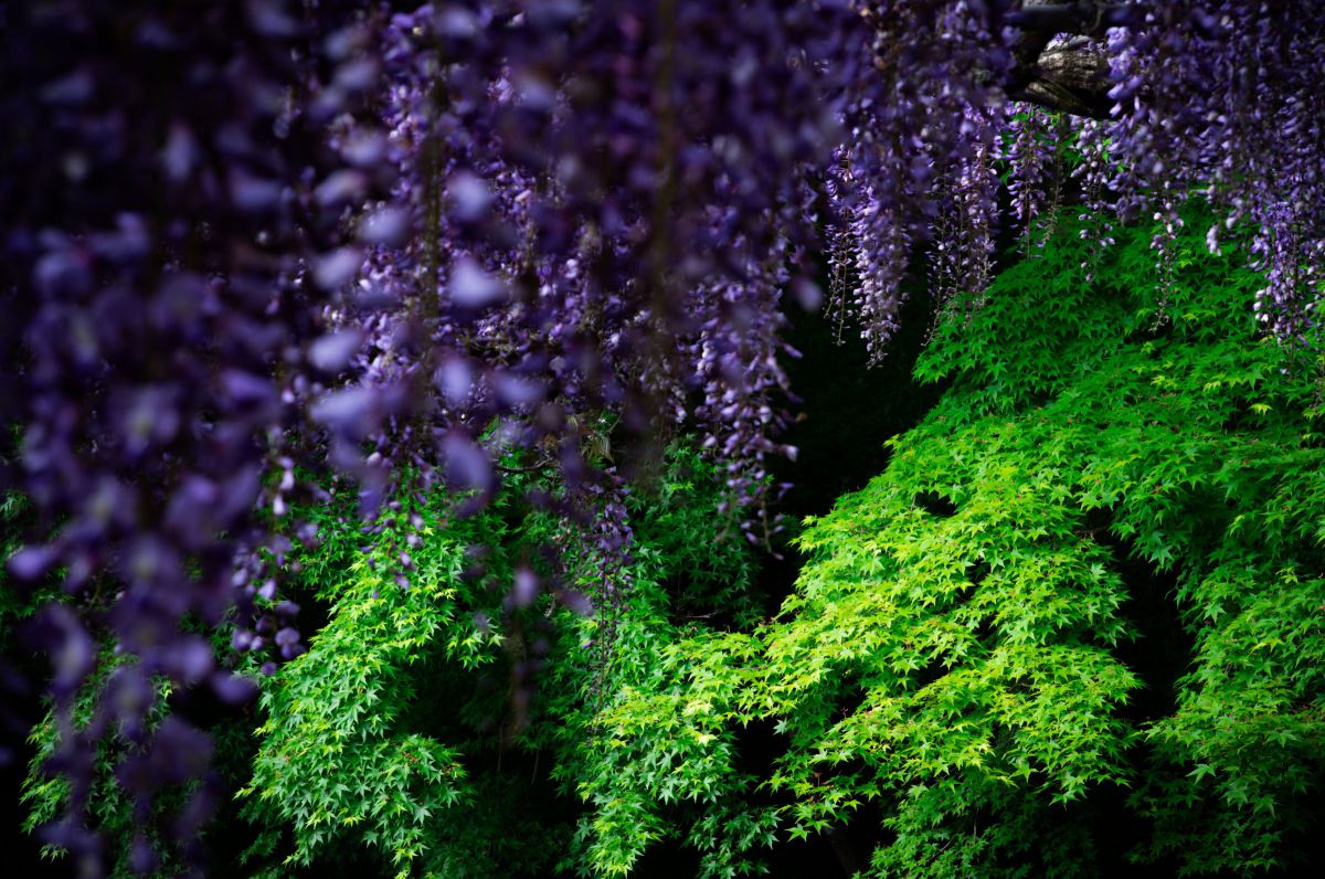 藤と青もみじ | GANREF